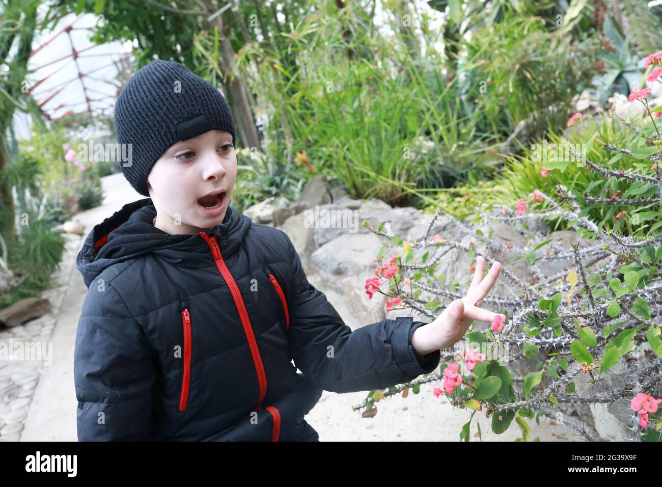 Kid touching thorns of cactus in greenhouse of Nikitsky Botanical ...