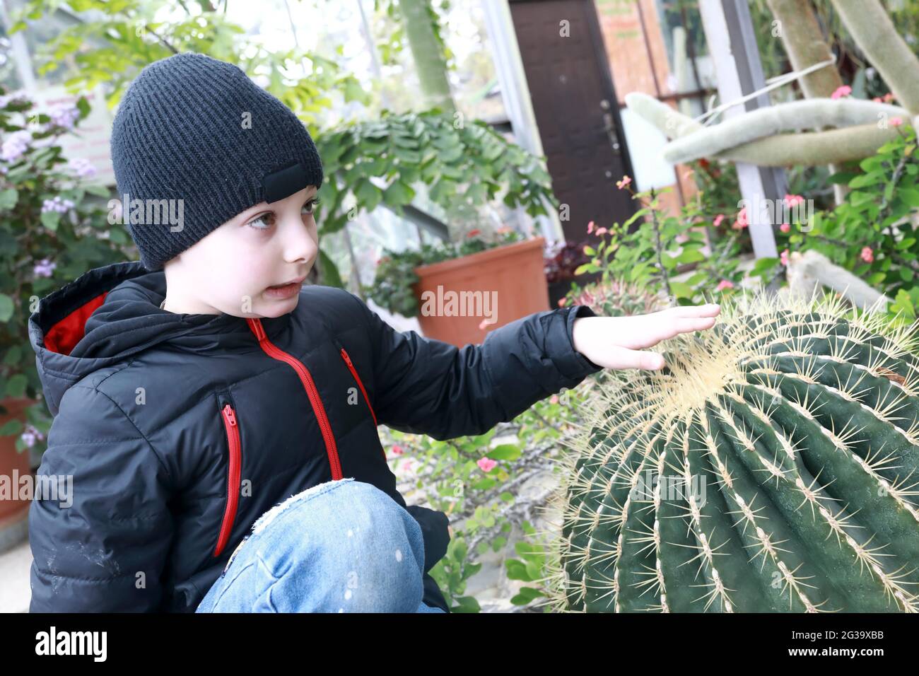 Child touching cactus in greenhouse of Nikitsky Botanical Garden ...