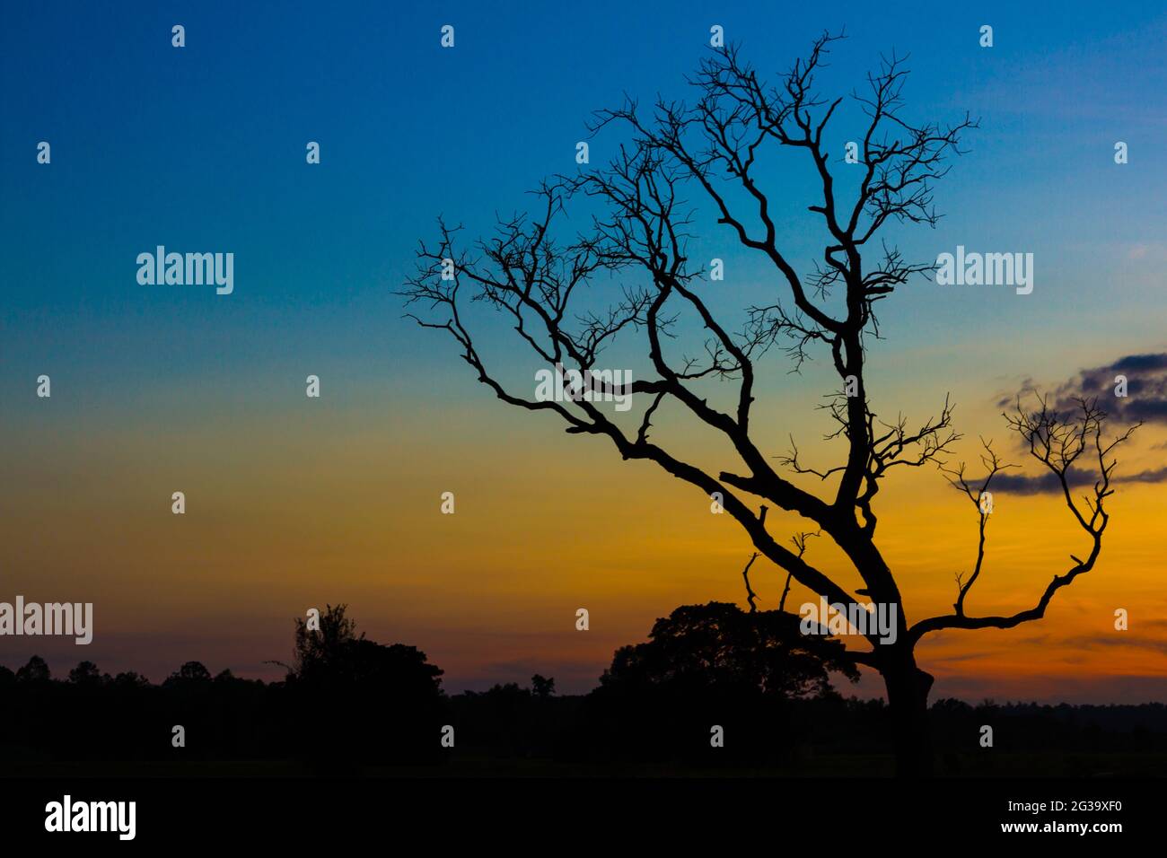 Big dry tree silhouette sunset sky background Stock Photo - Alamy