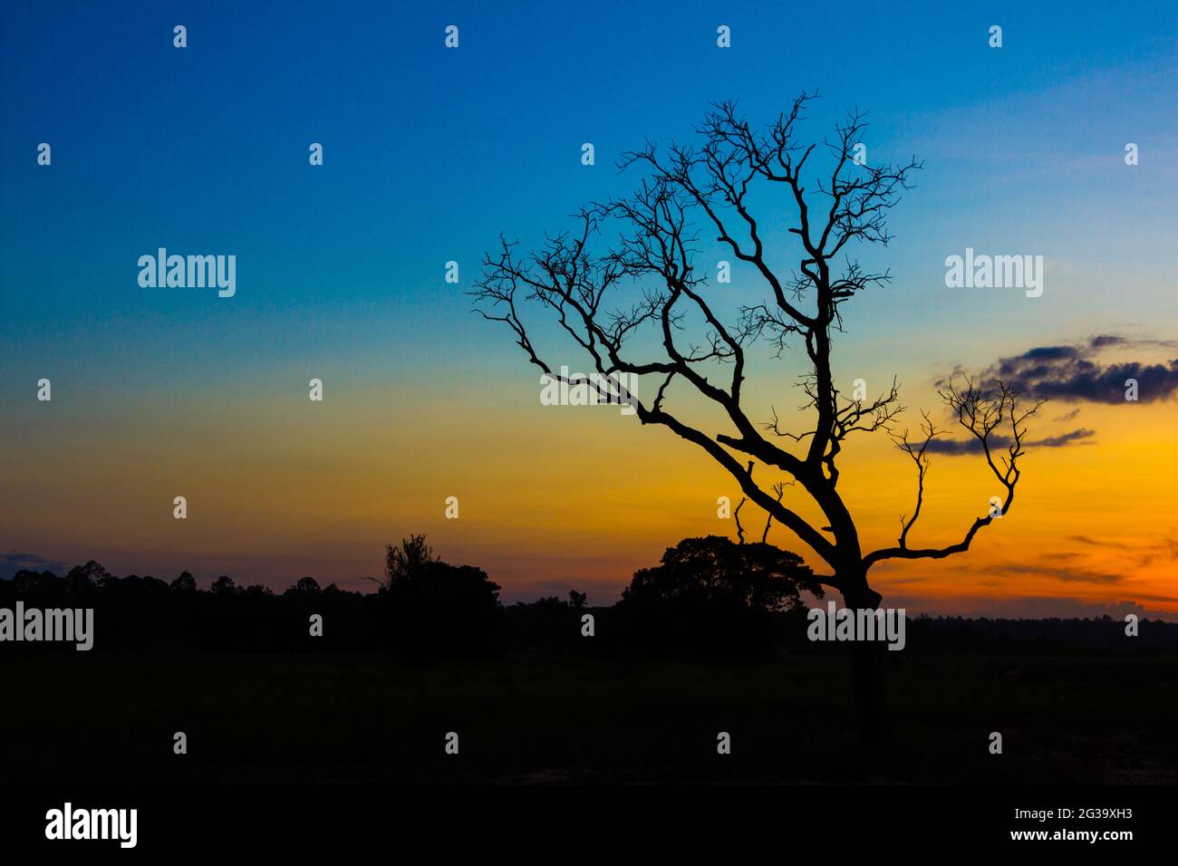 Big dry tree silhouette sunset sky background Stock Photo - Alamy