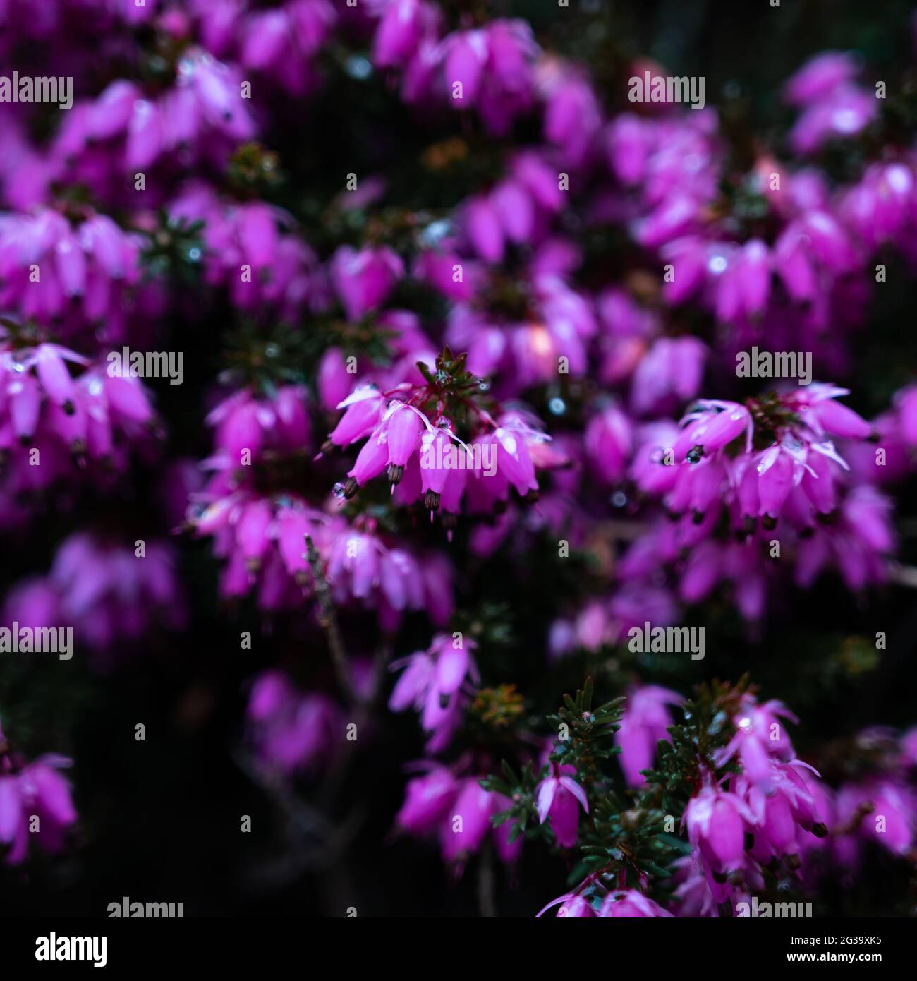 Closeup shot of blooming pink Heath flowers Stock Photo - Alamy