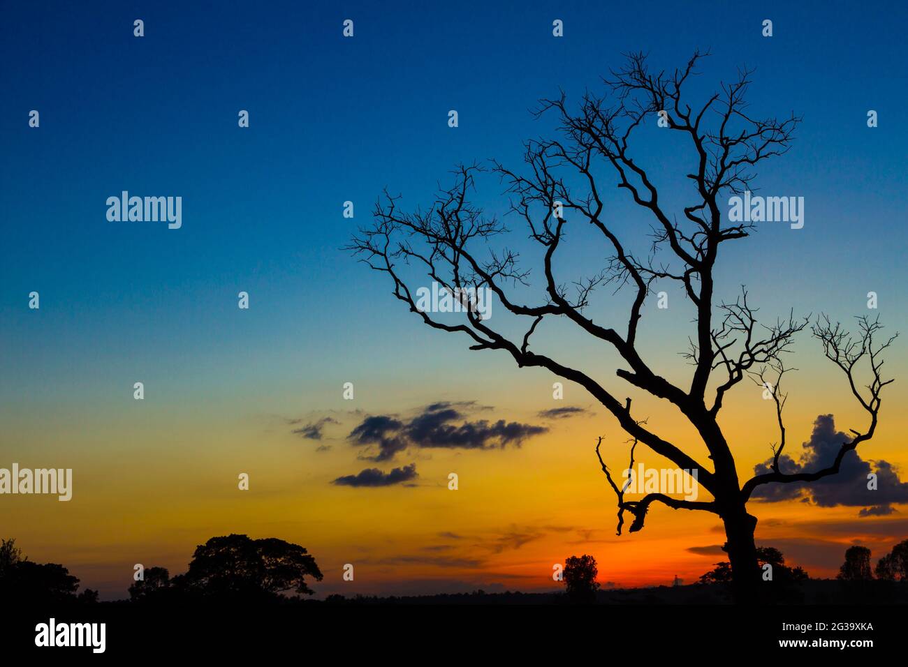 Big dry tree silhouette sunset sky background Stock Photo - Alamy