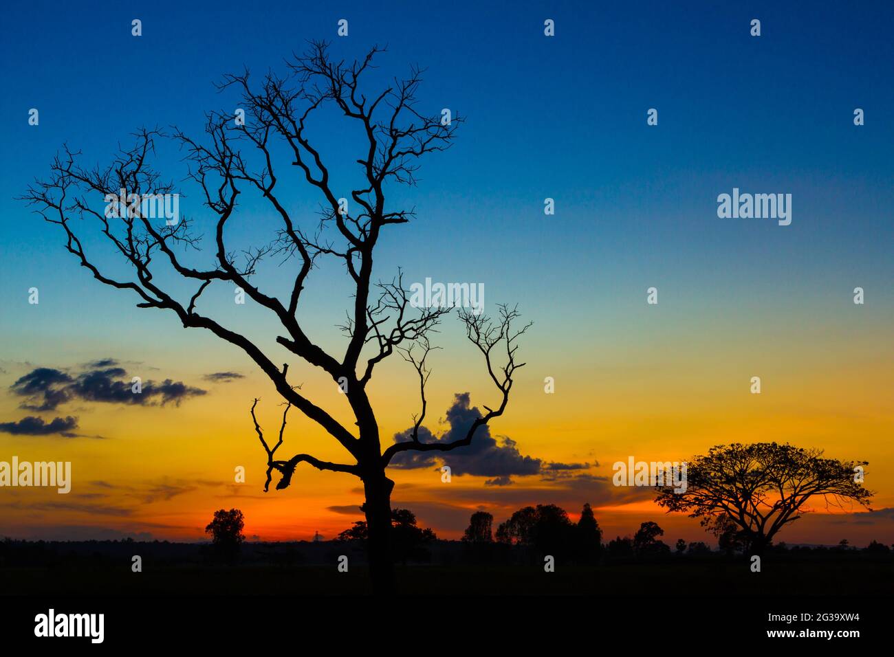 Big dry tree silhouette sunset sky background Stock Photo - Alamy