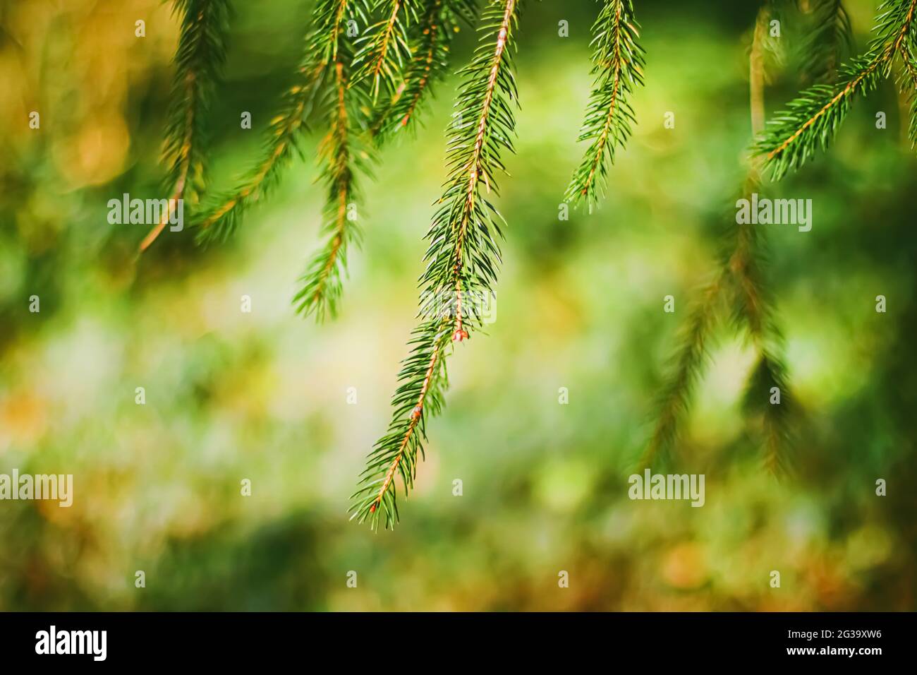 Spruce tree branches as abstract nature background and natural ...