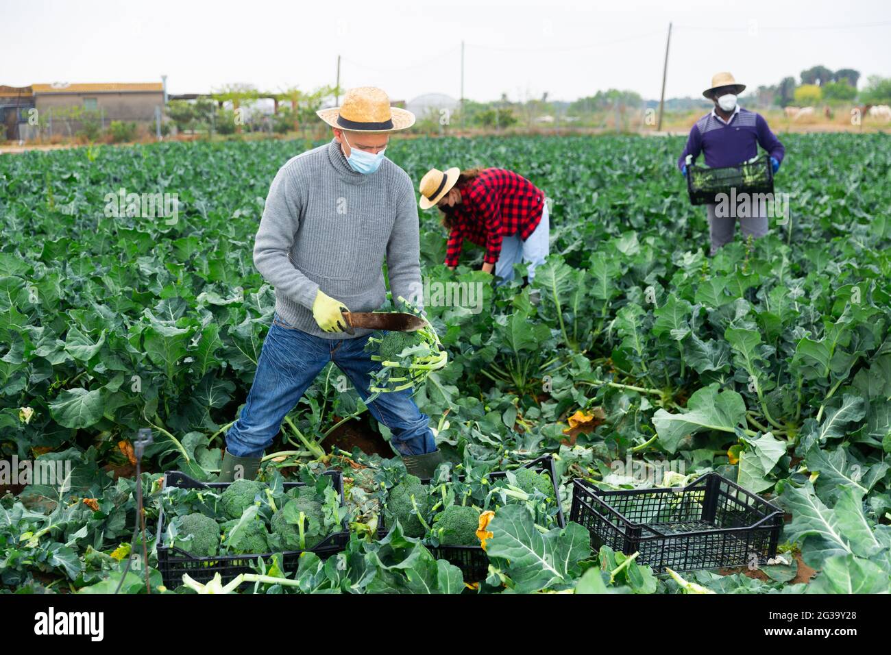 Male farmer harvesting broccoli on farm field Stock Photo - Alamy