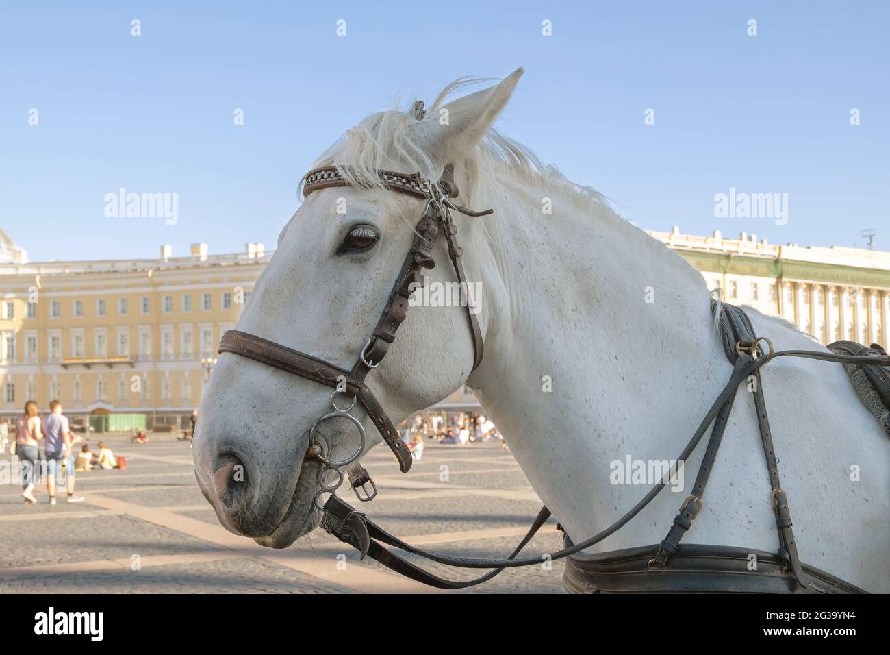 Horse harnessed to a stroller in the city square Stock Photo - Alamy