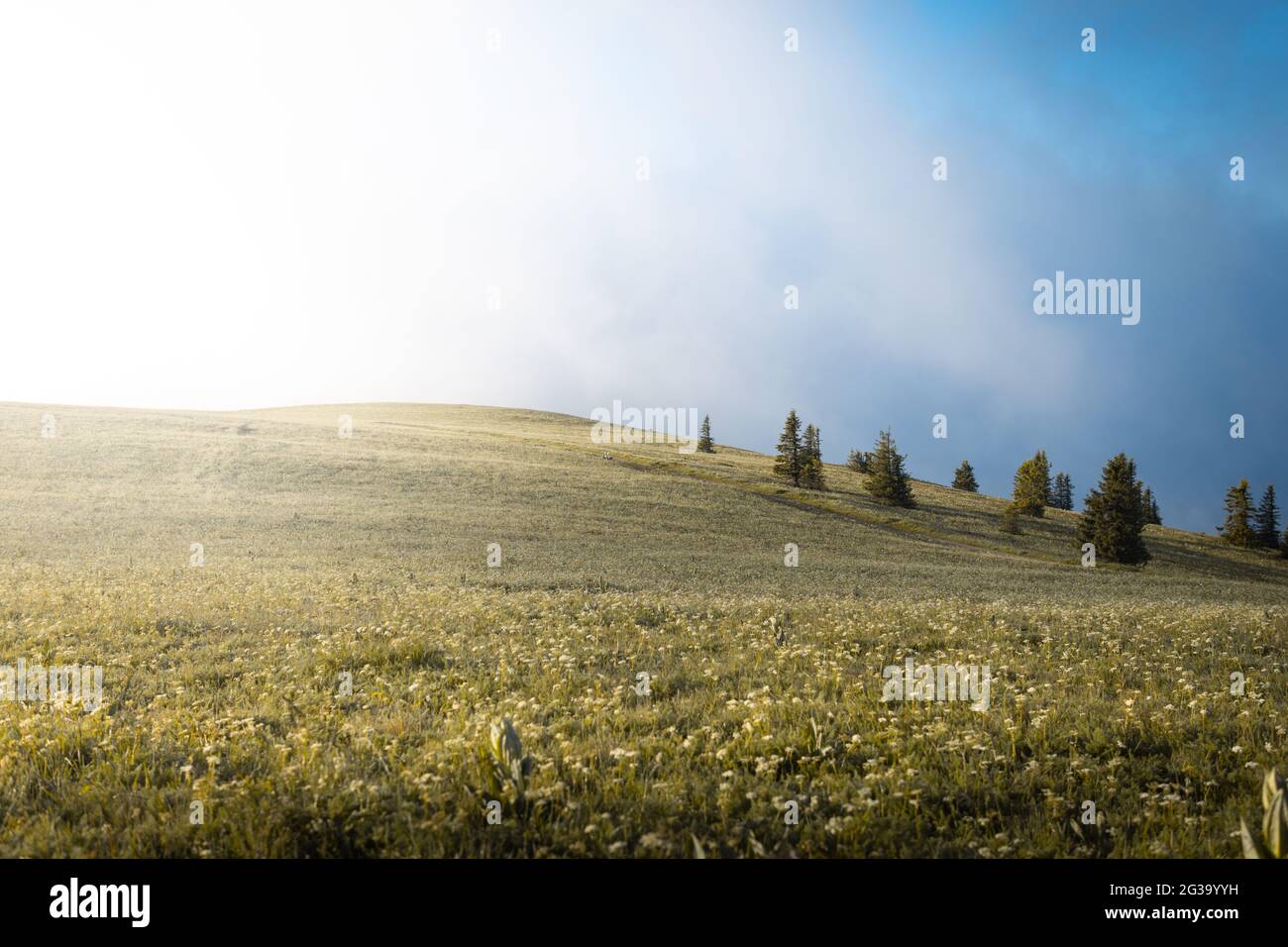 Low angle shot of a grass hill with trees and a sun shining bright in ...