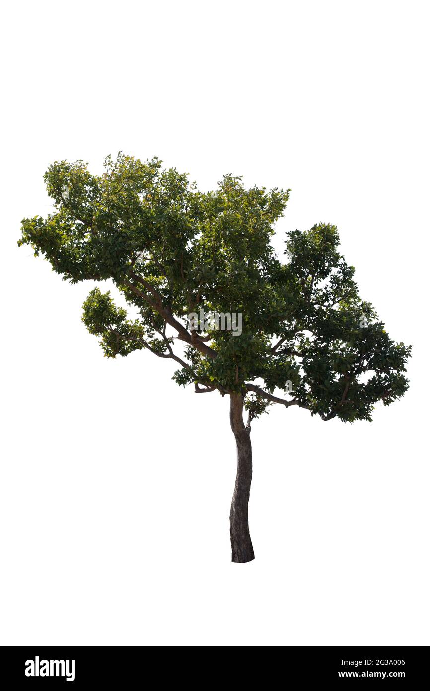 Tree isolated on white background. Tropical tree of Asia Stock Photo ...