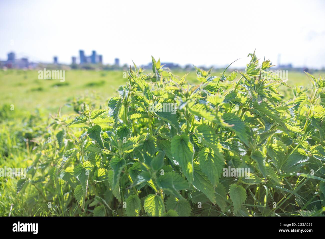 Closeup shot of green Common Nettle grown in the field Stock Photo - Alamy