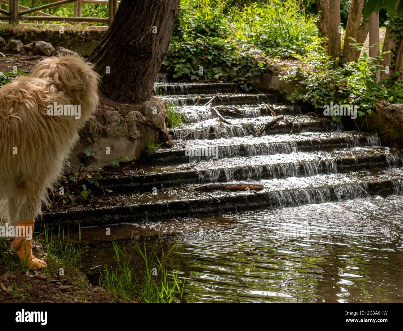 Side view of a furry dog looking at the water flowing downstream in a ...