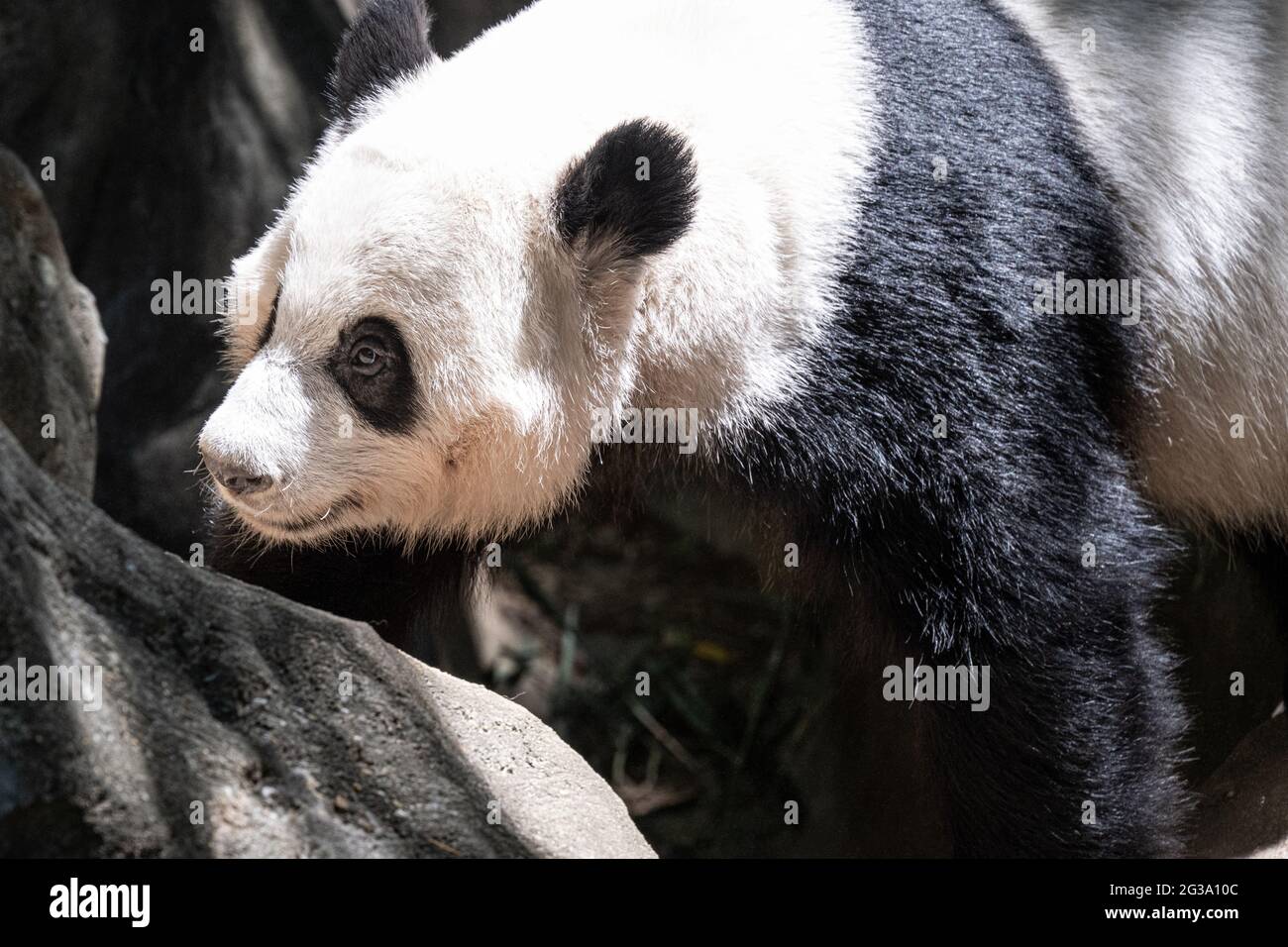 Giant panda bear (Ailuropoda melanoleuca) at Zoo Atlanta in Atlanta ...