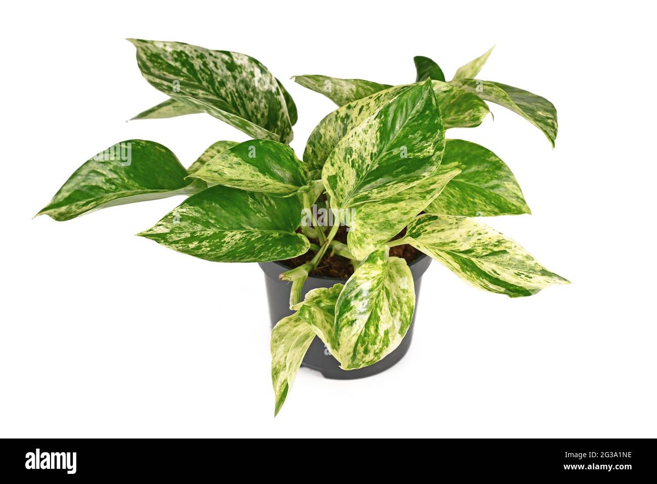 Tropical 'Epipremnum Aureum Marble Queen' houseplant in flower pot ...