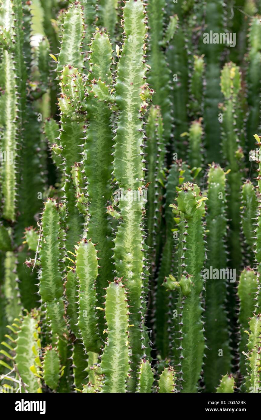 Candelabra tree (Euphorbia candelabrum) is a succulent shrub endemic to ...
