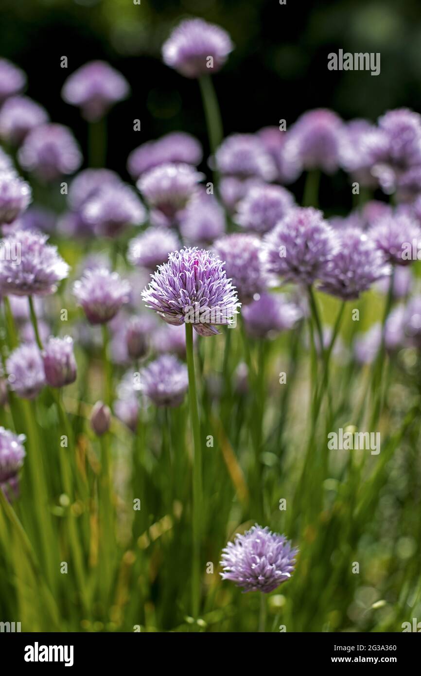 light purple blooming chives in the garden Stock Photo - Alamy