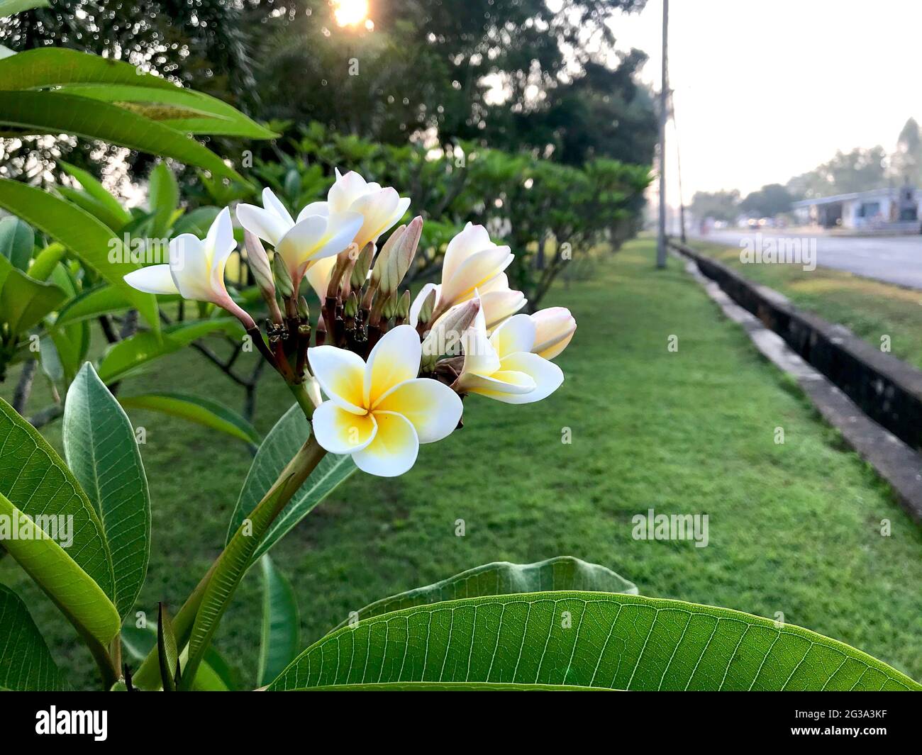 Lan thom flower hi-res stock photography and images - Alamy