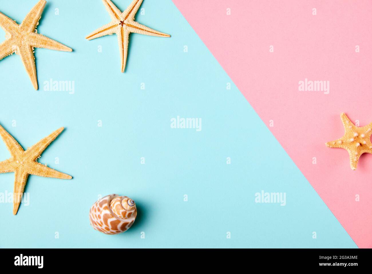 Exotic sea shell and starfish on minimal colorful background with copy ...