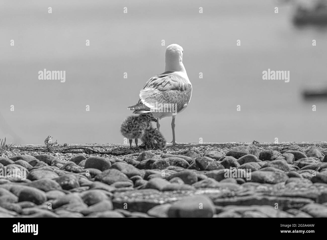 Seagull family Black and White Stock Photos & Images - Alamy
