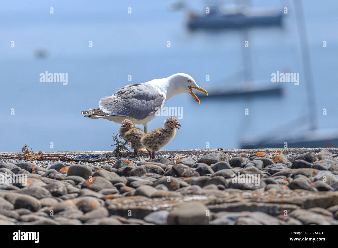 Family seagull hi-res stock photography and images - Alamy