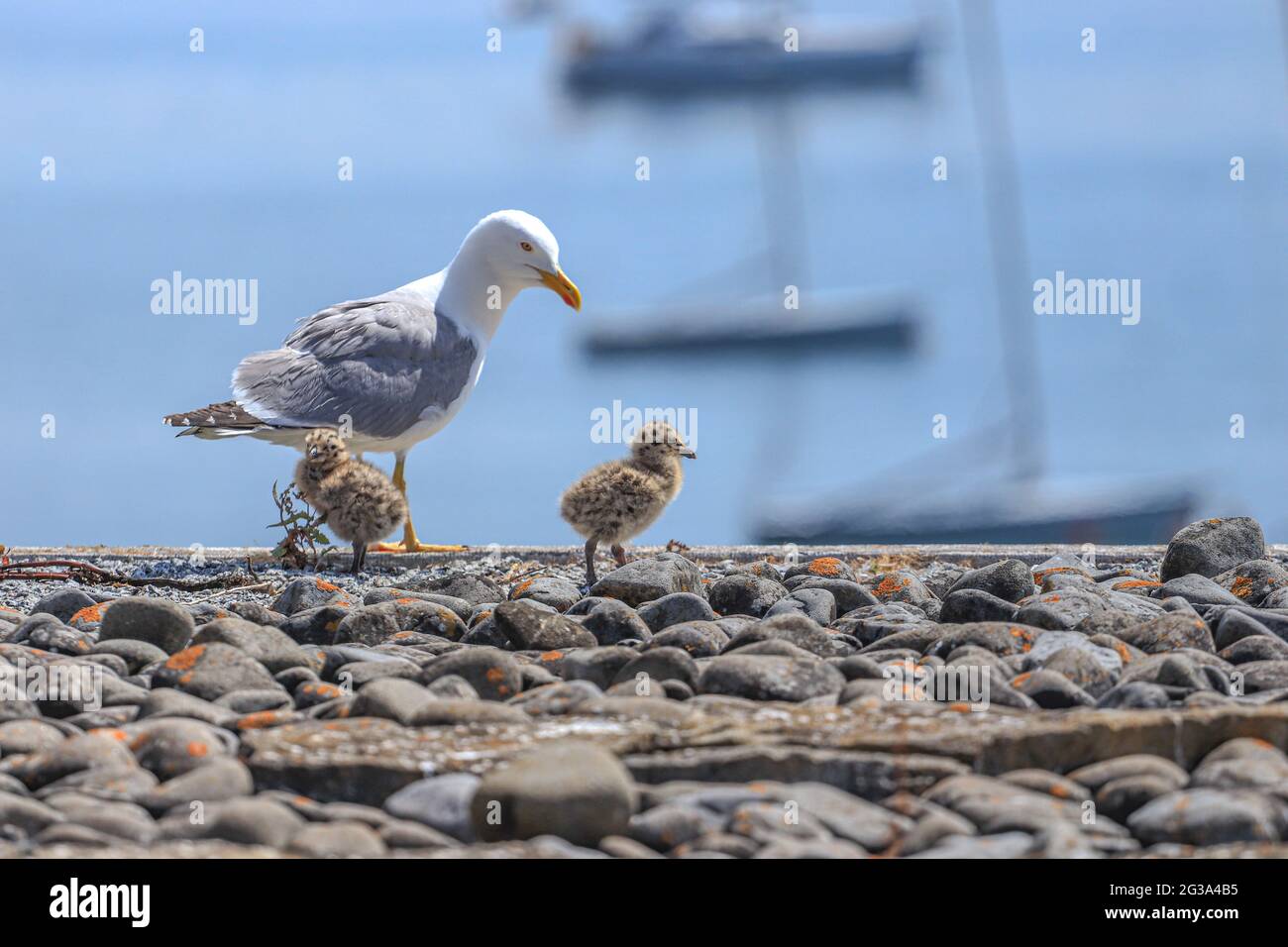 Family seagull hi-res stock photography and images - Alamy