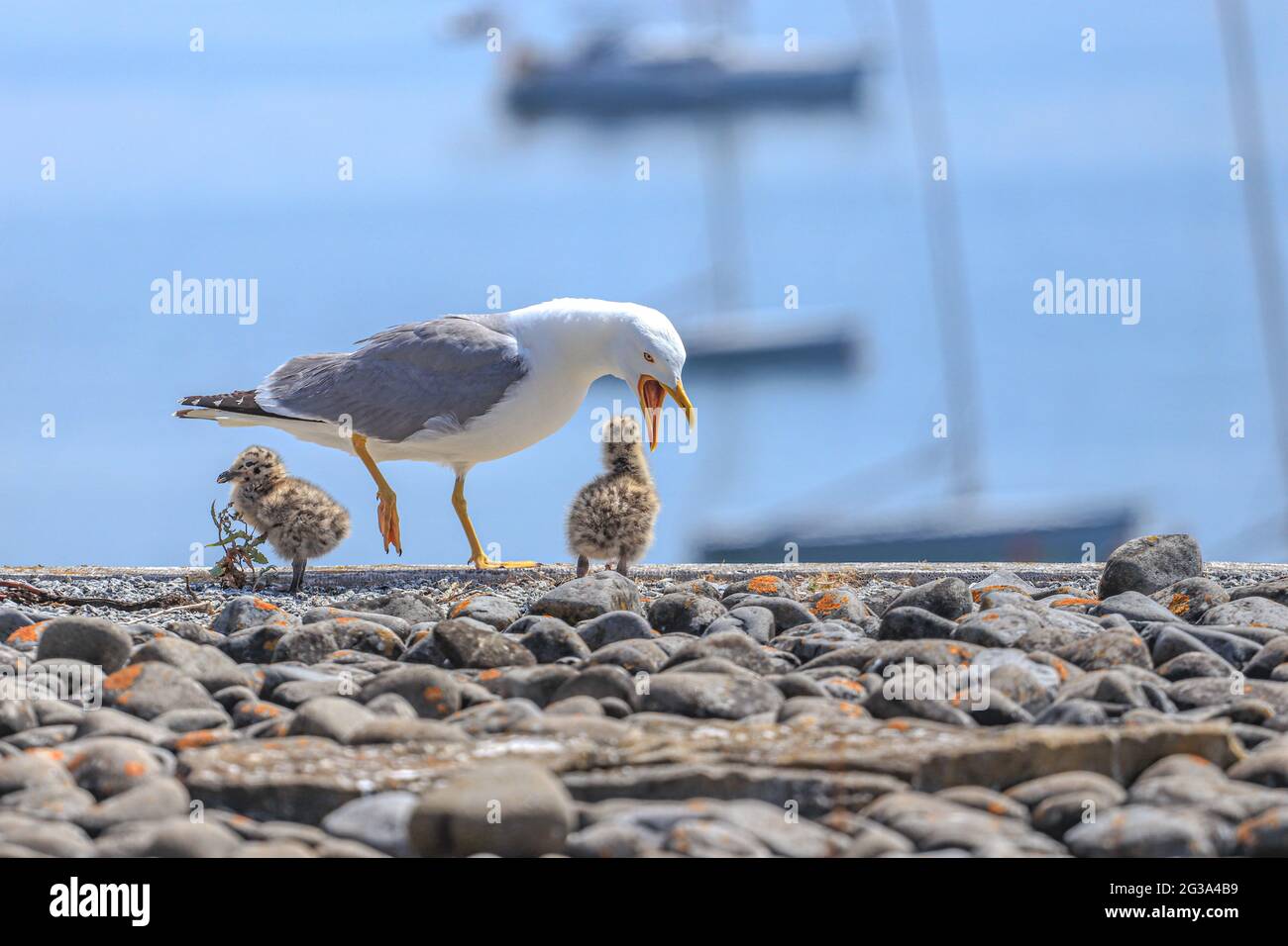Family seagull hi-res stock photography and images - Alamy