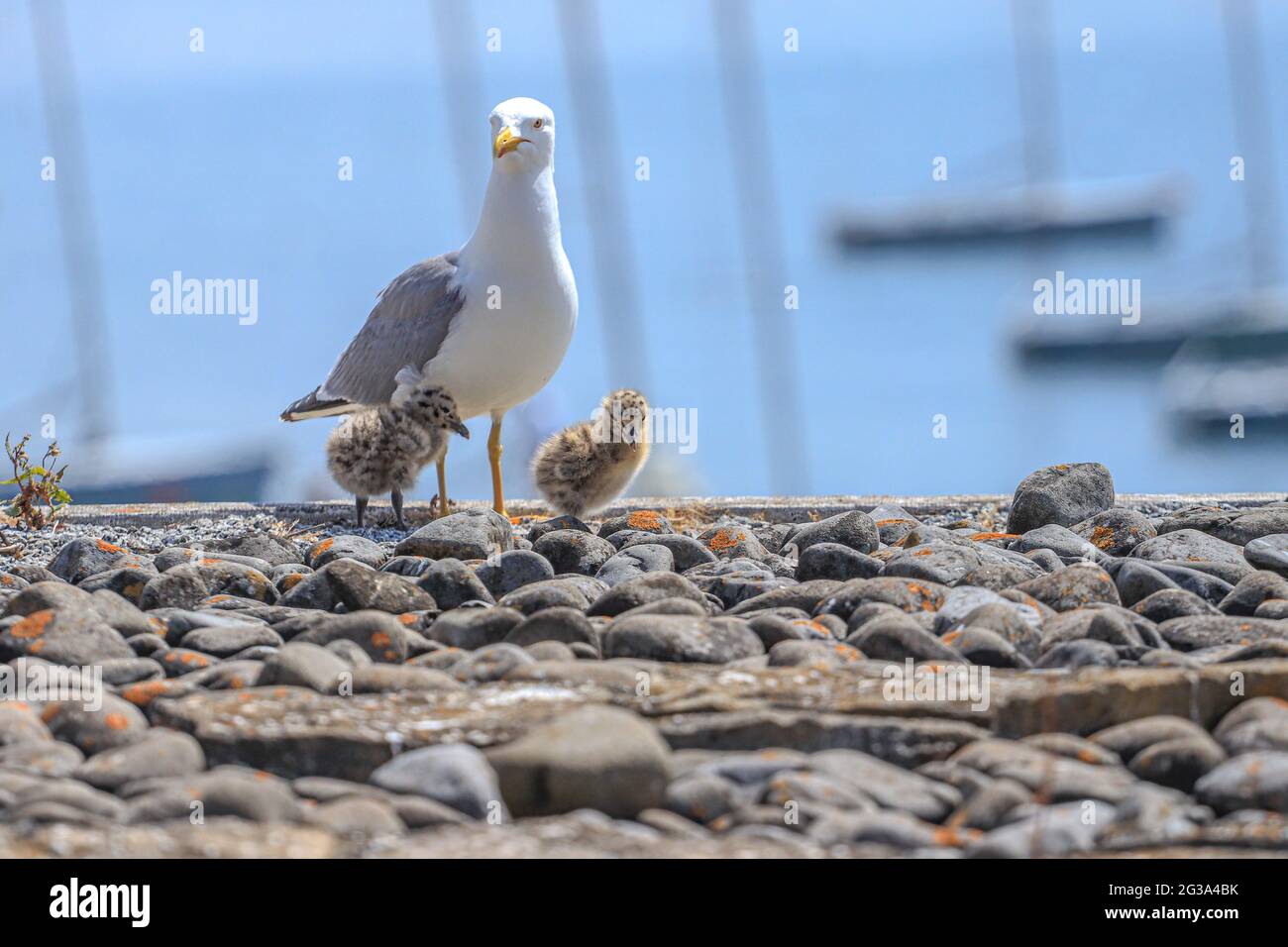 Baby seagull by the sea hi-res stock photography and images - Alamy
