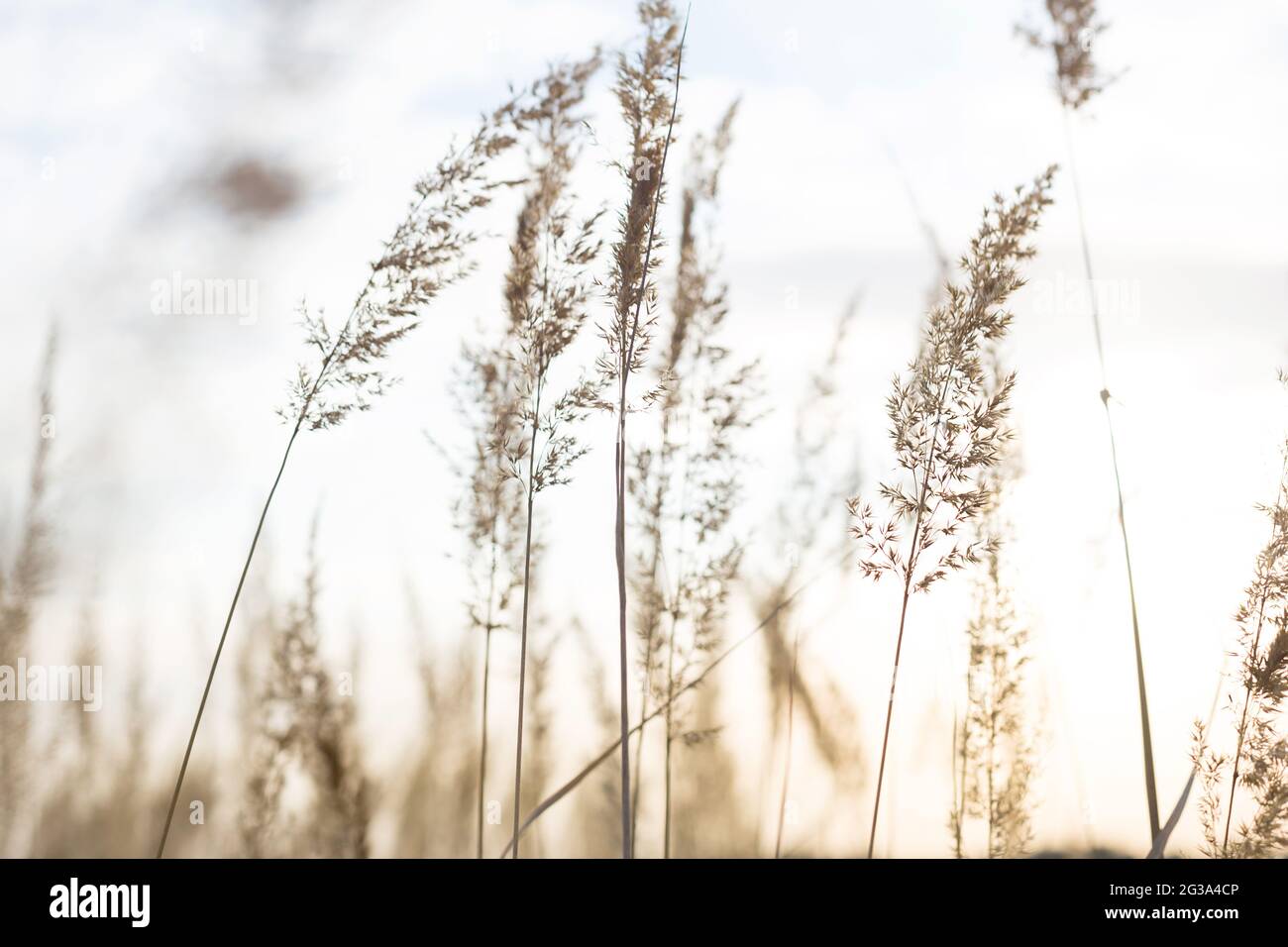 Pampas grass panicle hi-res stock photography and images - Alamy