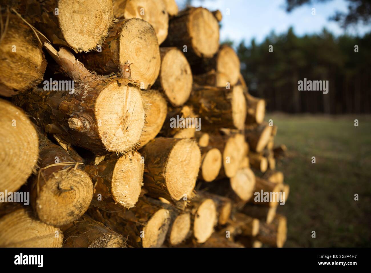 Round sections of logs in a stack with firewood close-up - wooden rural ...
