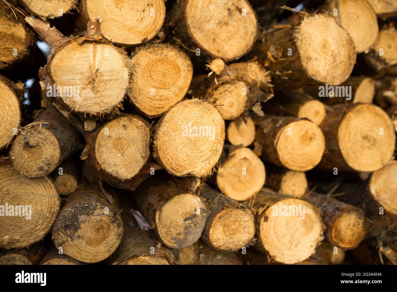 Round sections of logs in a stack with firewood close-up - wooden rural ...