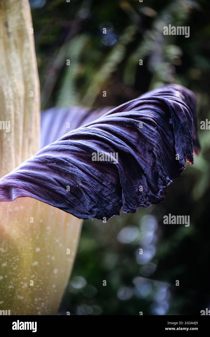 Amorphophallus titanium hi-res stock photography and images - Alamy
