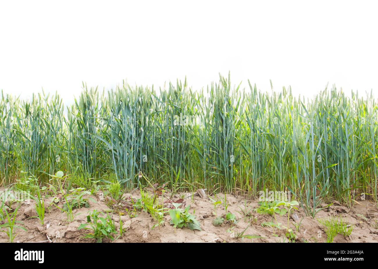 wheat or grain field isolated on white background Stock Photo - Alamy