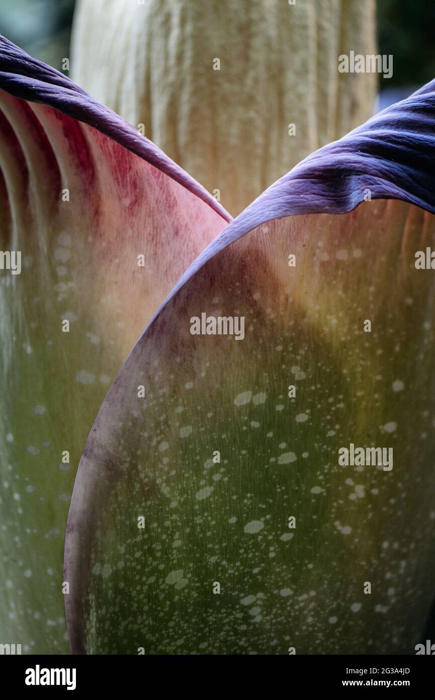 Amorphophallus titanium hi-res stock photography and images - Alamy