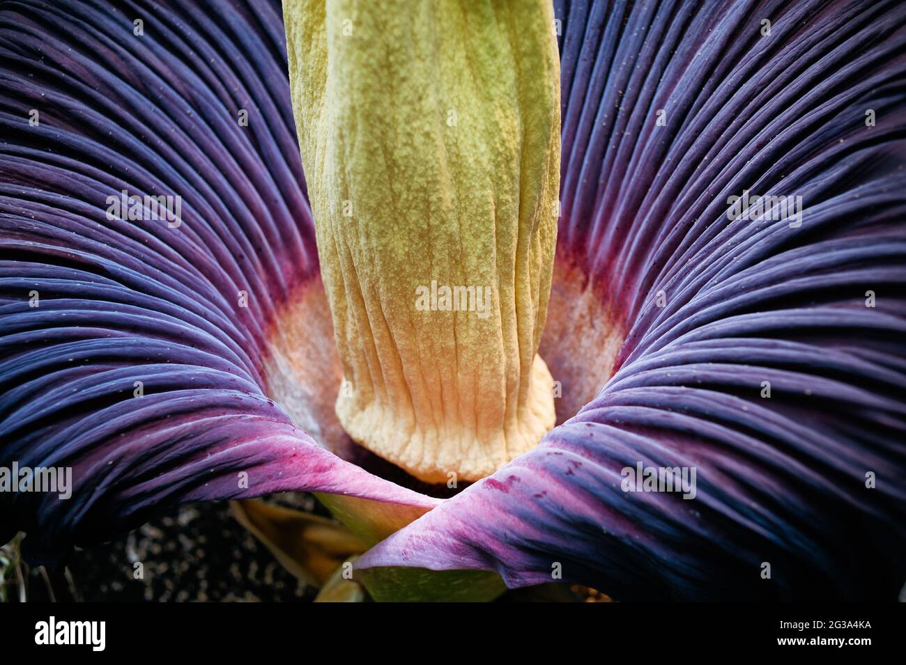 Amorphophallus titanium hi-res stock photography and images - Alamy