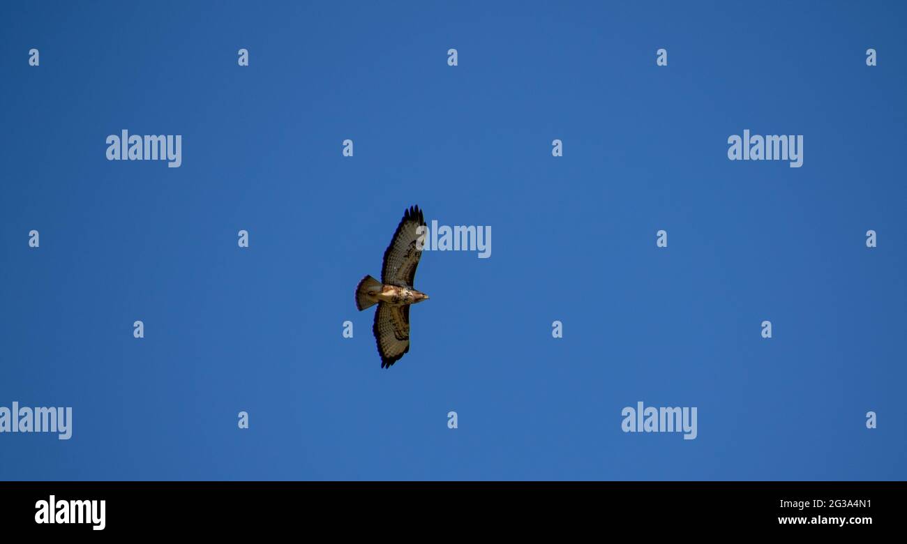 A forest buzzard isolated in flight above the forests on the garden ...