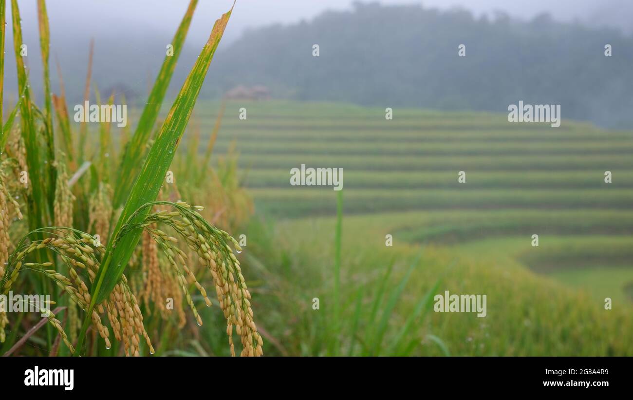 Rice paddy field in harvesting season. Closeup of yellow paddy rice ...