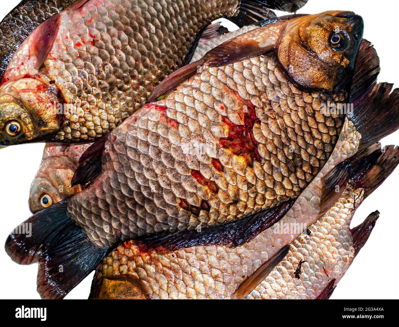 Crucian Carp