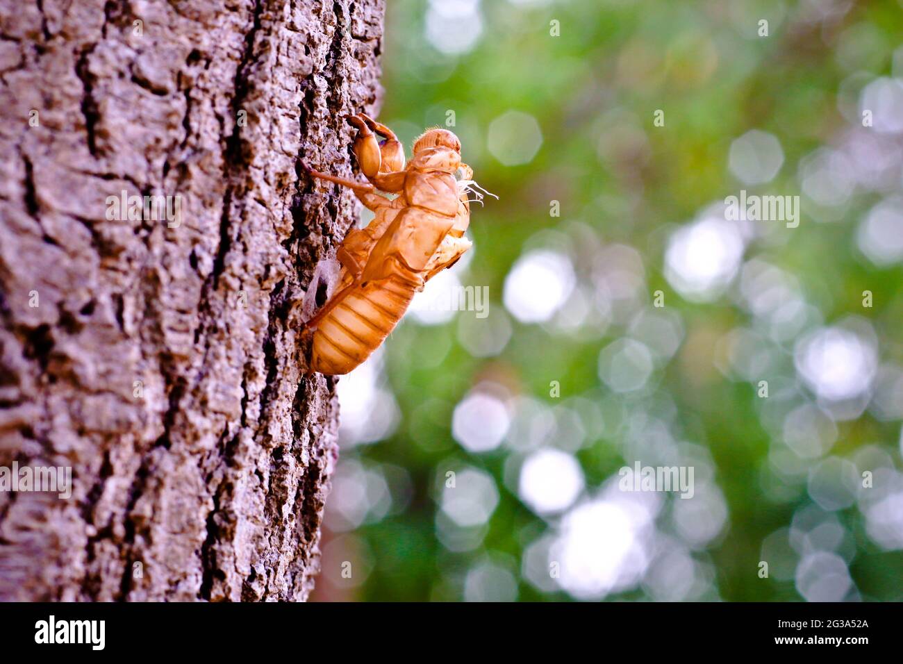 Cicada close up hi-res stock photography and images - Alamy