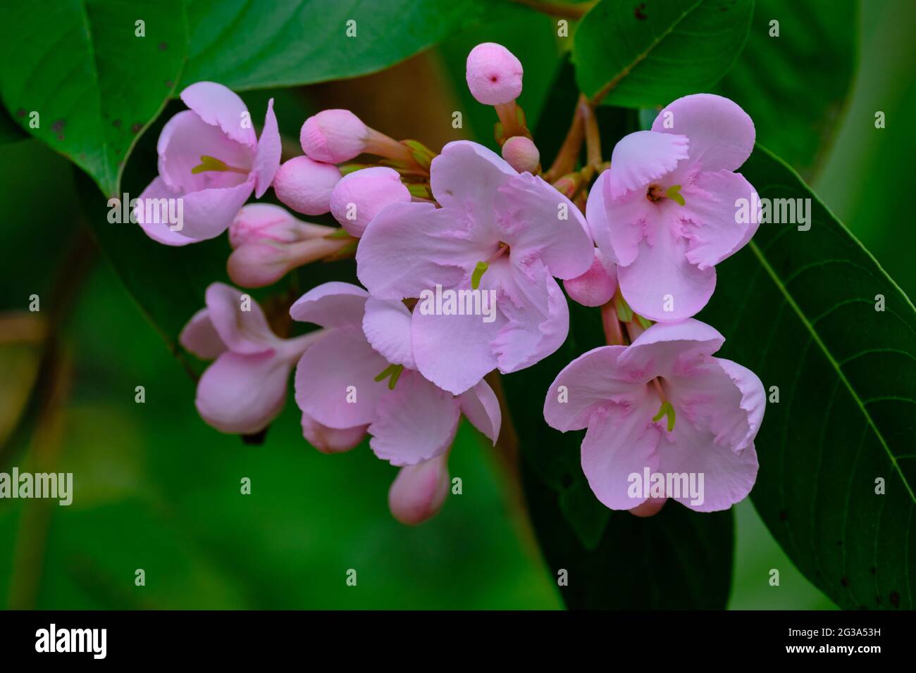 Luculia flowers hi-res stock photography and images - Alamy