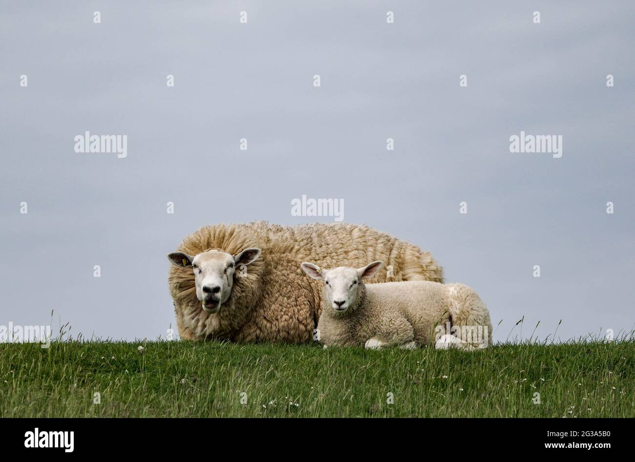 Two sheep lie hi-res stock photography and images - Alamy