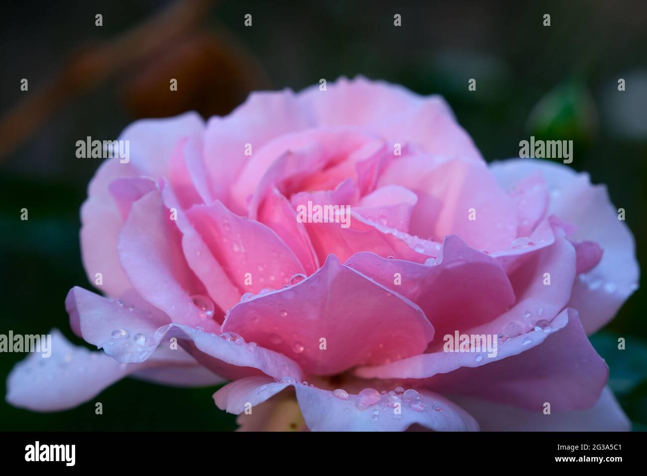 Soft Pink Rose Stock Photo - Alamy