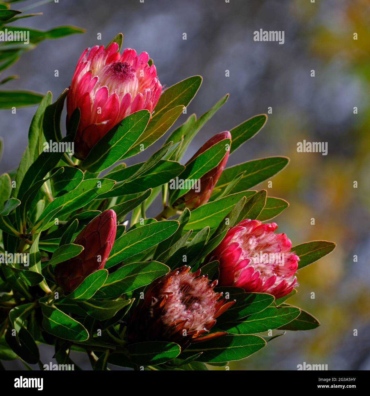 Red protea hi-res stock photography and images - Alamy