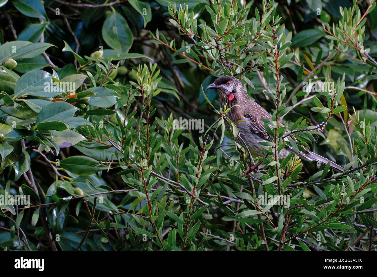 Red wattle bird hi-res stock photography and images - Alamy
