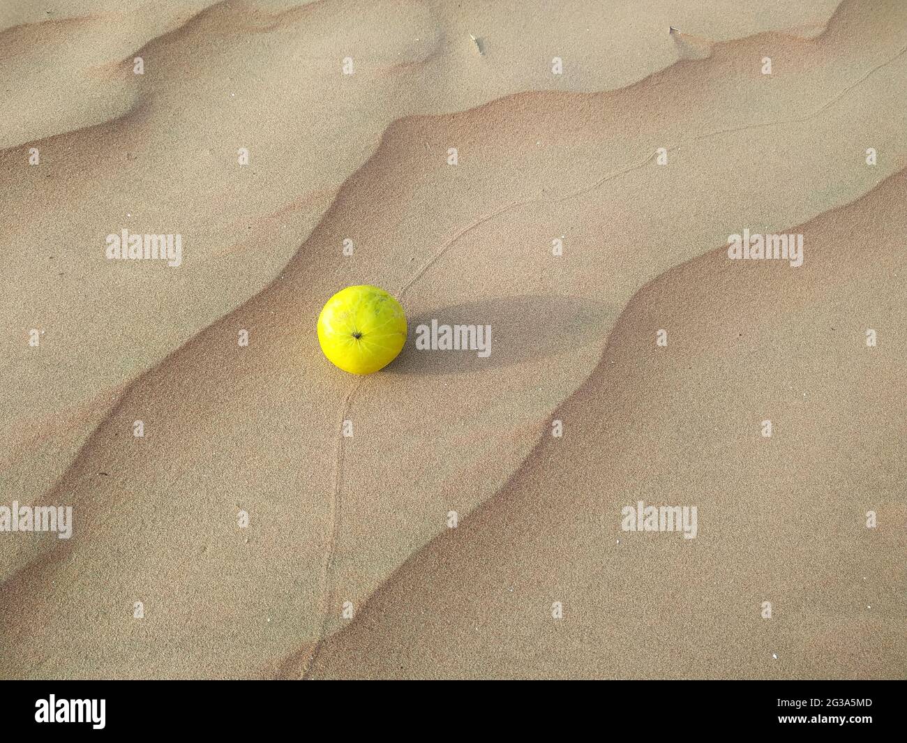 Colocynth on sand dune Stock Photo - Alamy