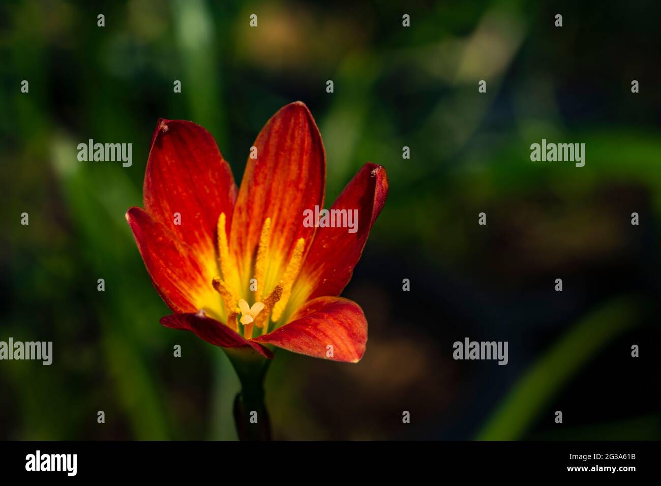 Red Rain Lily in the garden was blooming under the morning light with ...