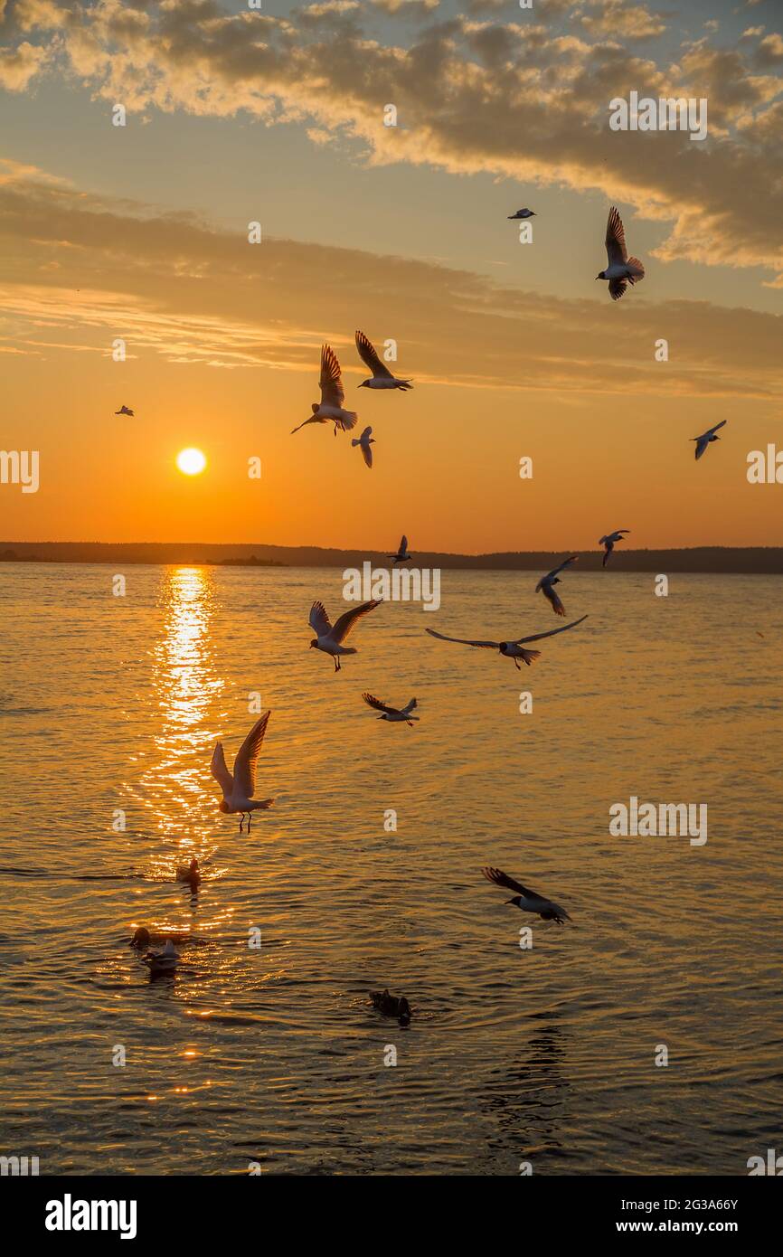 Sunset seagulls hi-res stock photography and images - Alamy