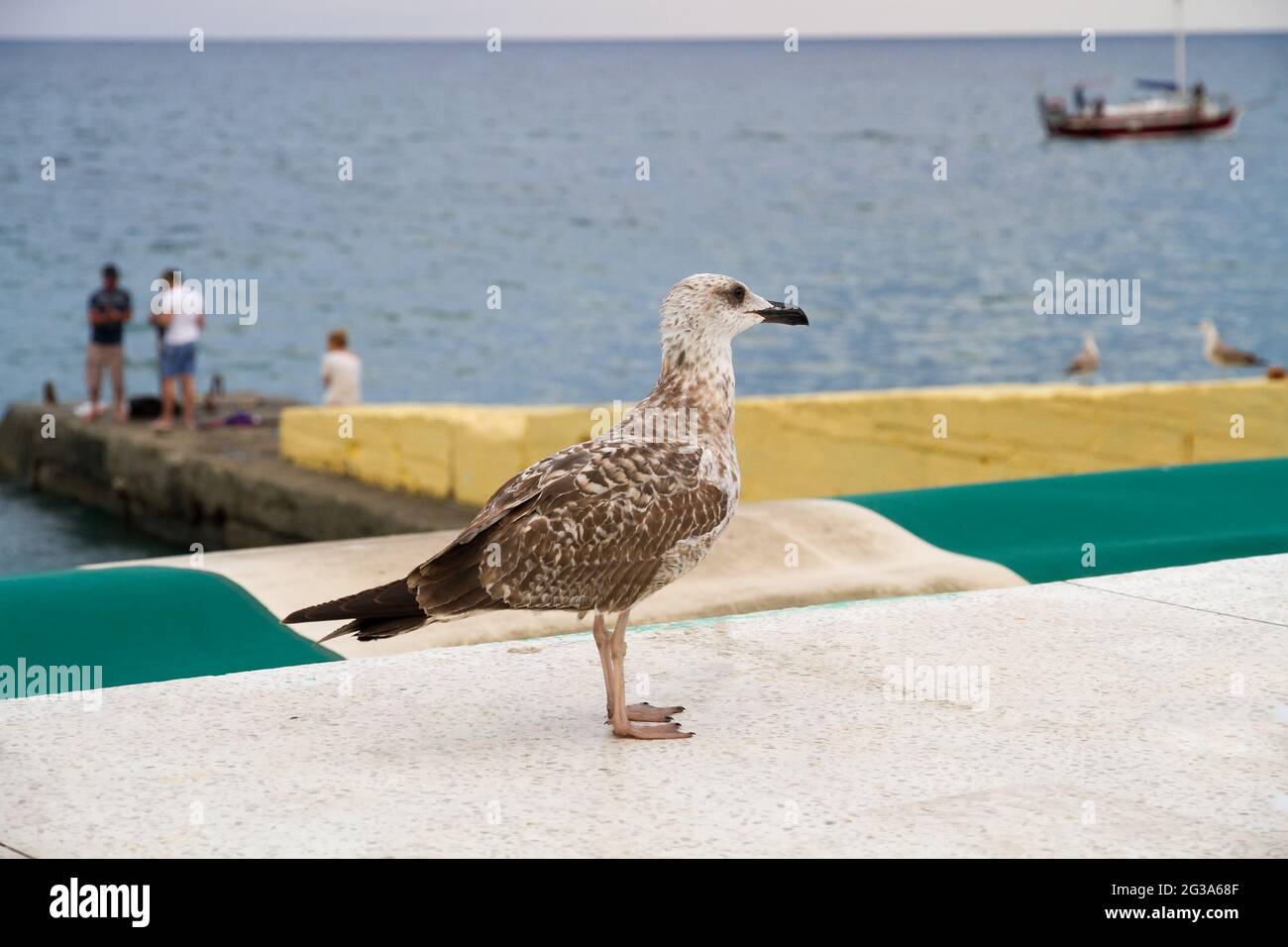 Young seagull walking near the seashore Stock Photo - Alamy