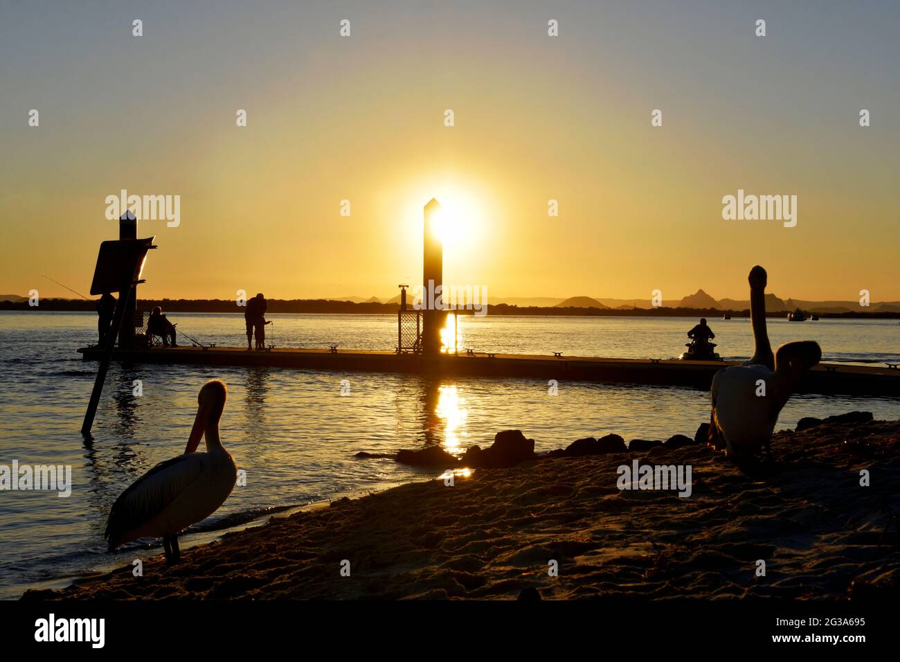 AUSTRALIAN PELICANS AT SUNSET Stock Photo - Alamy