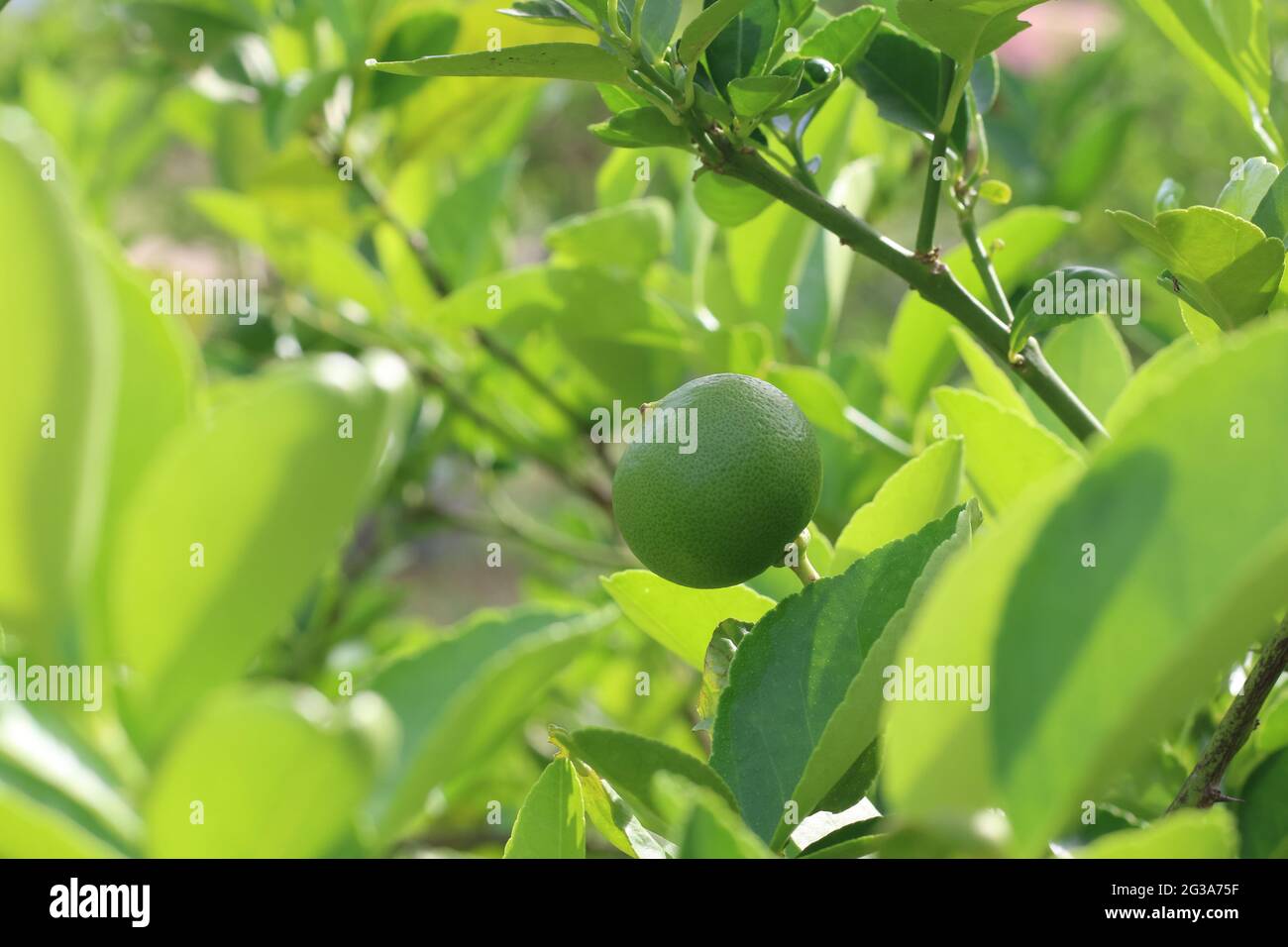 Fresh lemon tree Stock Photo - Alamy