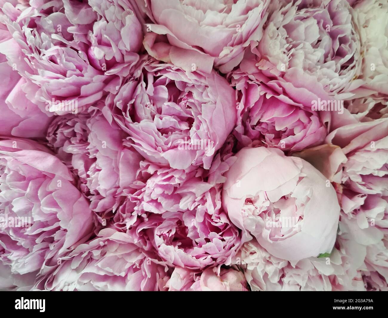Pastel pink peonies hi-res stock photography and images - Alamy