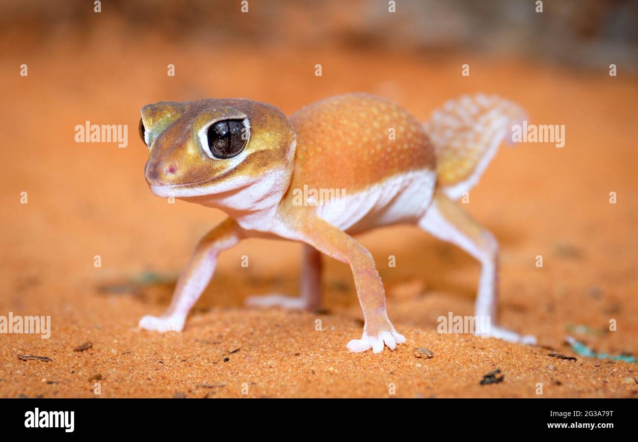 At Geckoes Wildlife - Smooth knob-tailed gecko Stock Photo - Alamy