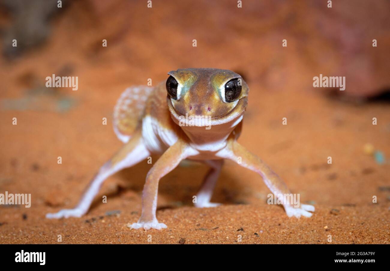At Geckoes Wildlife - Smooth knob-tailed gecko Stock Photo - Alamy